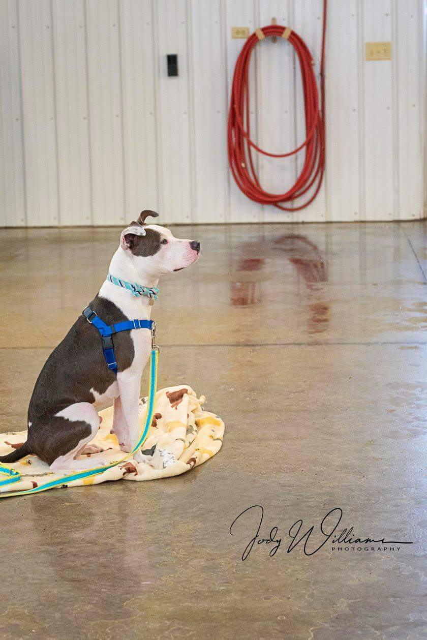 Pawsitive Center for Dogs