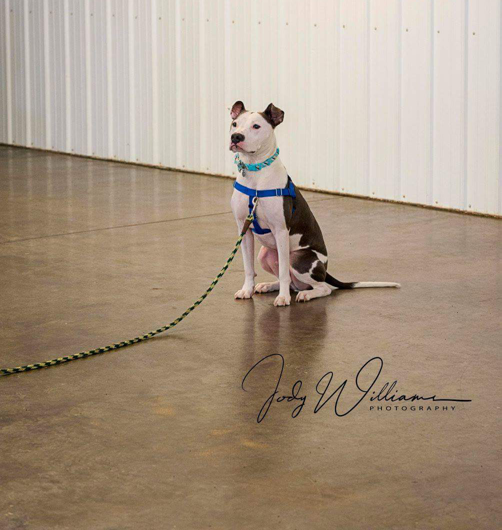 Pawsitive Center for Dogs