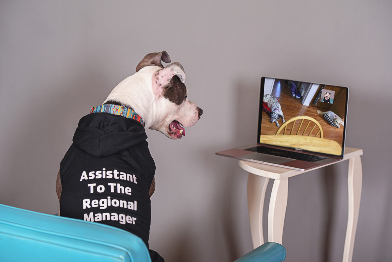 Virtual Training – Pawsitive Center for Dogs