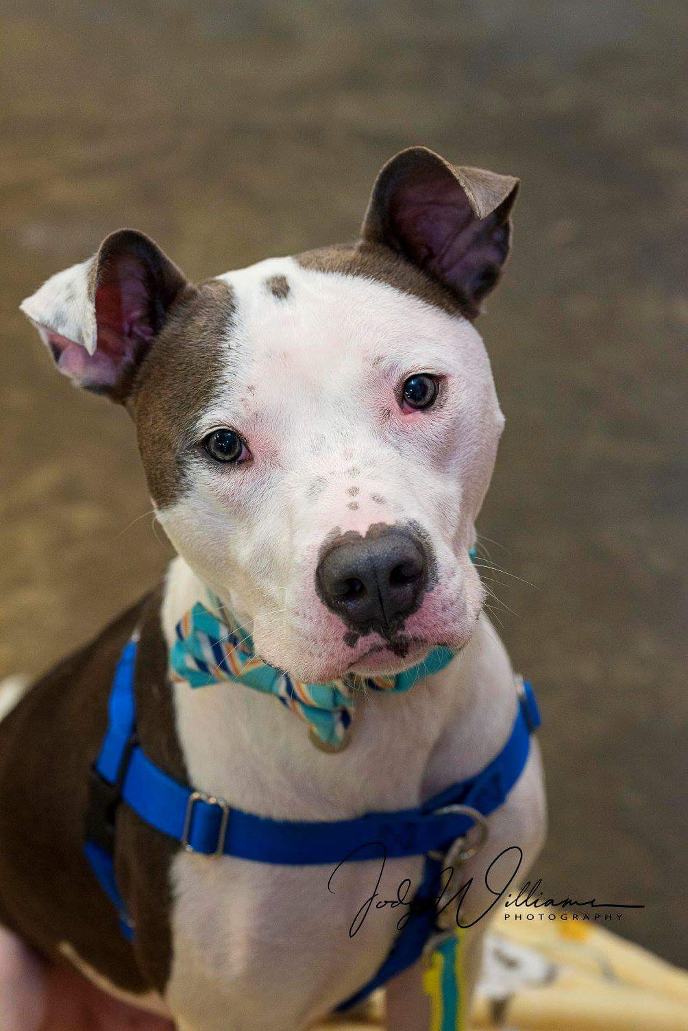 Pawsitive Center for Dogs